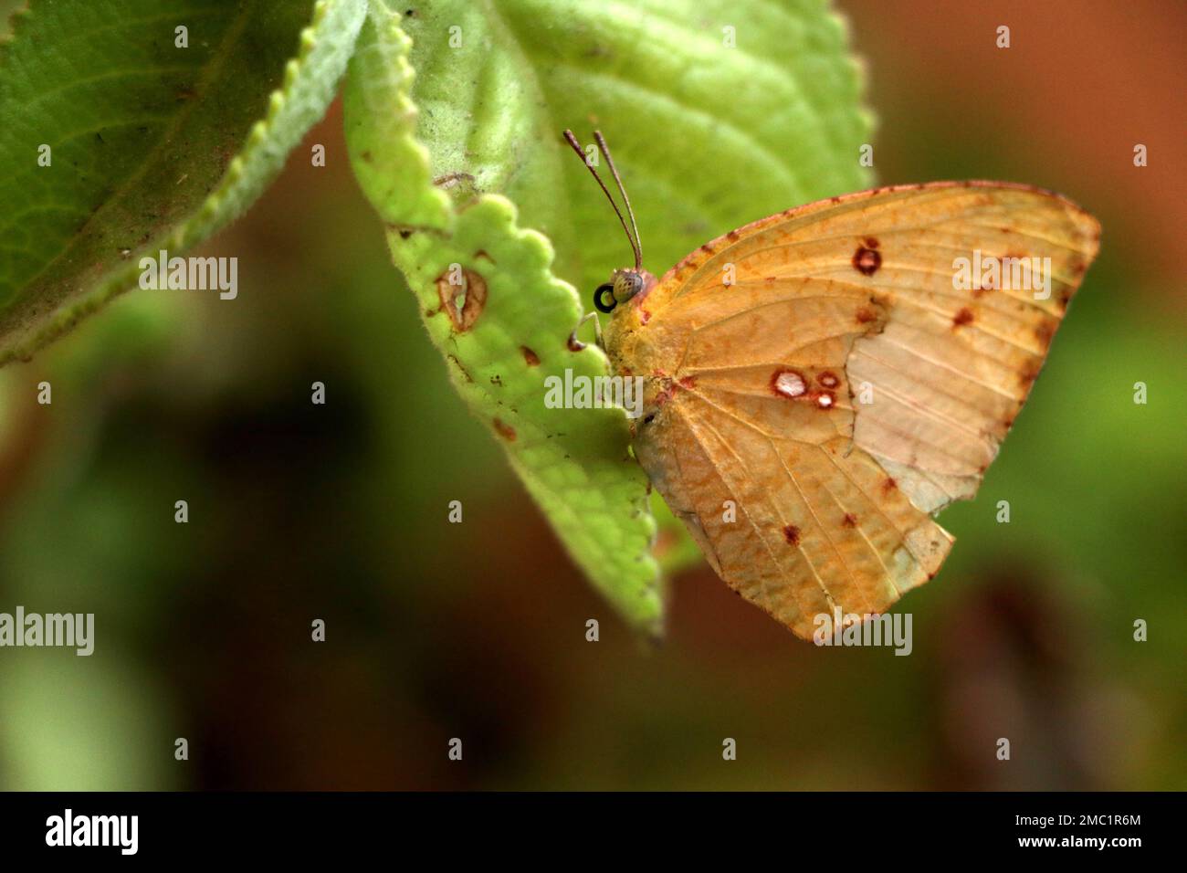Broken butterfly wings hi-res stock photography and images - Alamy