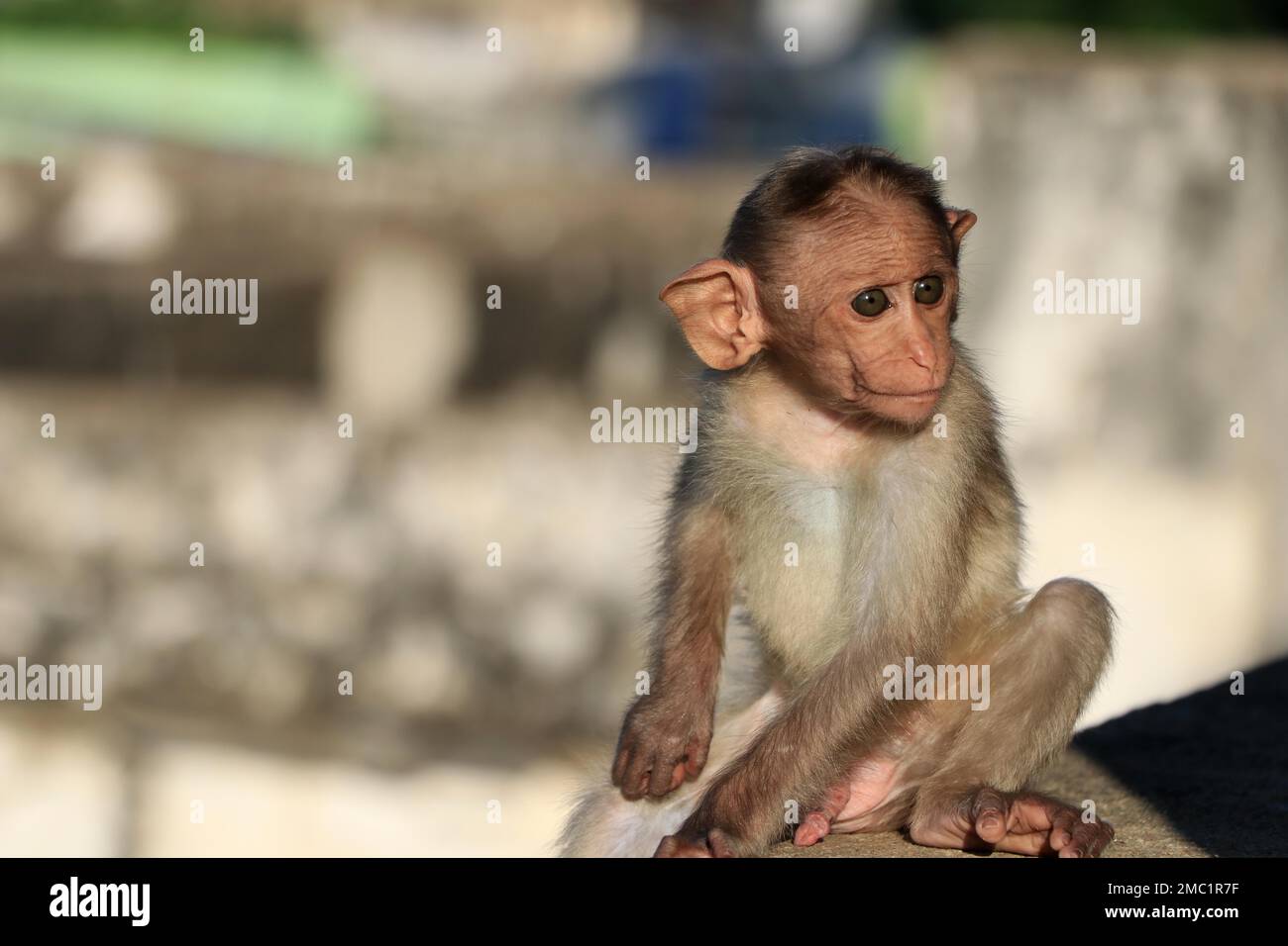 Cute baby monkey with gorgeous eyes, Andhra Pradesh, India Stock Photo ...