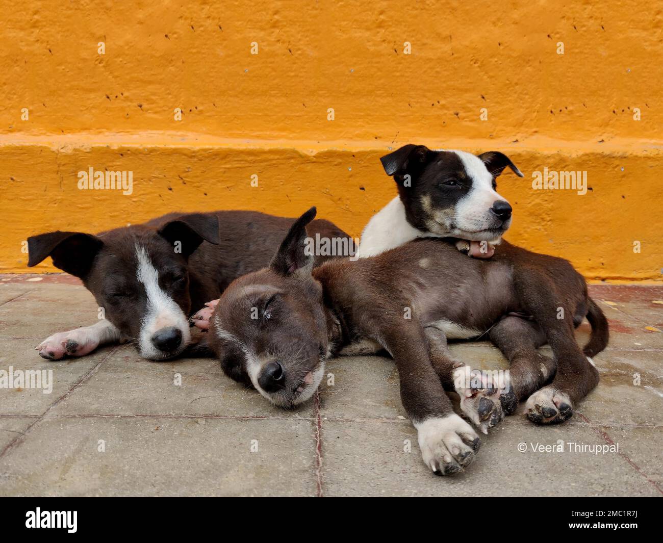 Sibling hi-res stock photography and images - Alamy