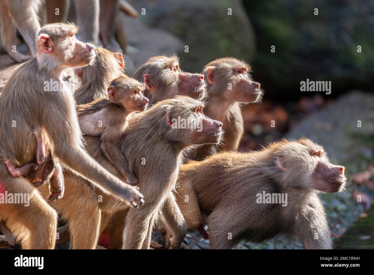 Hamadryas baboon (Papio hamadryas), tension, waiting for food, Bavaria ...