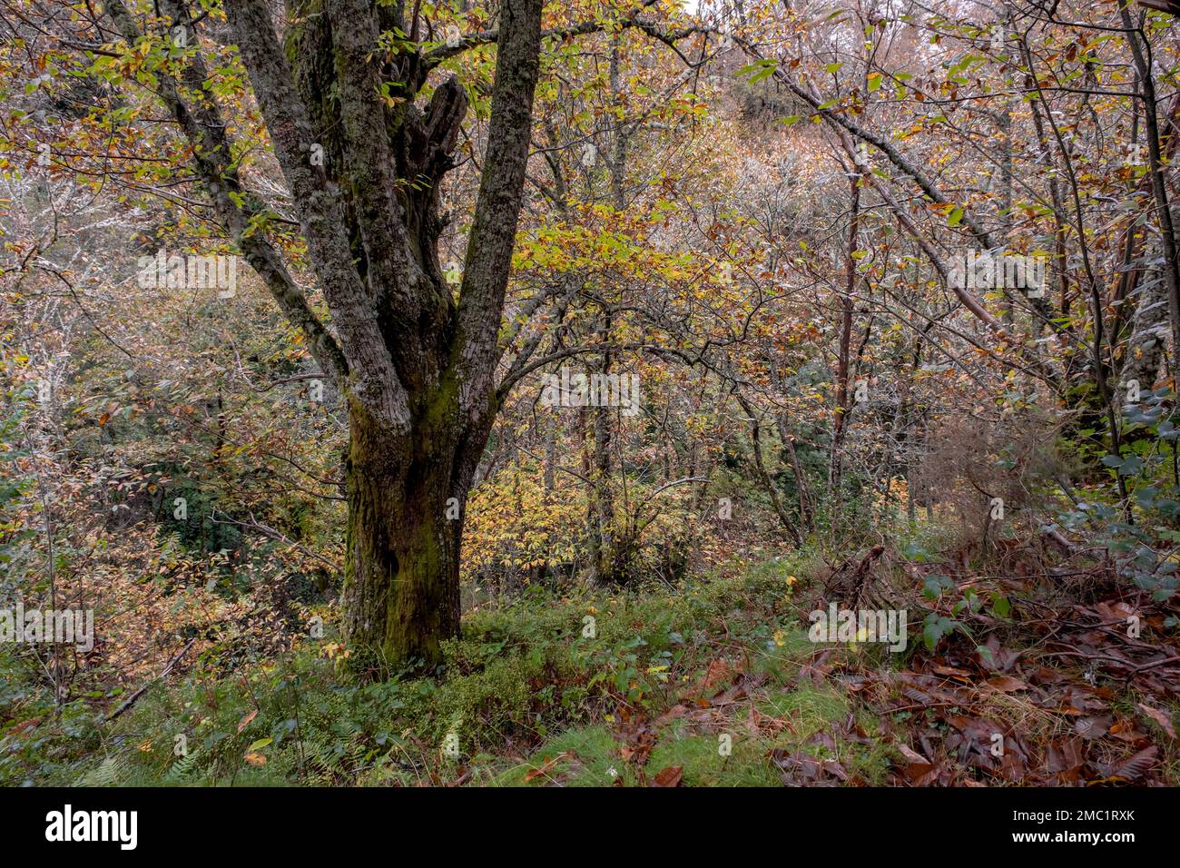 Chestnut grove hi-res stock photography and images - Alamy
