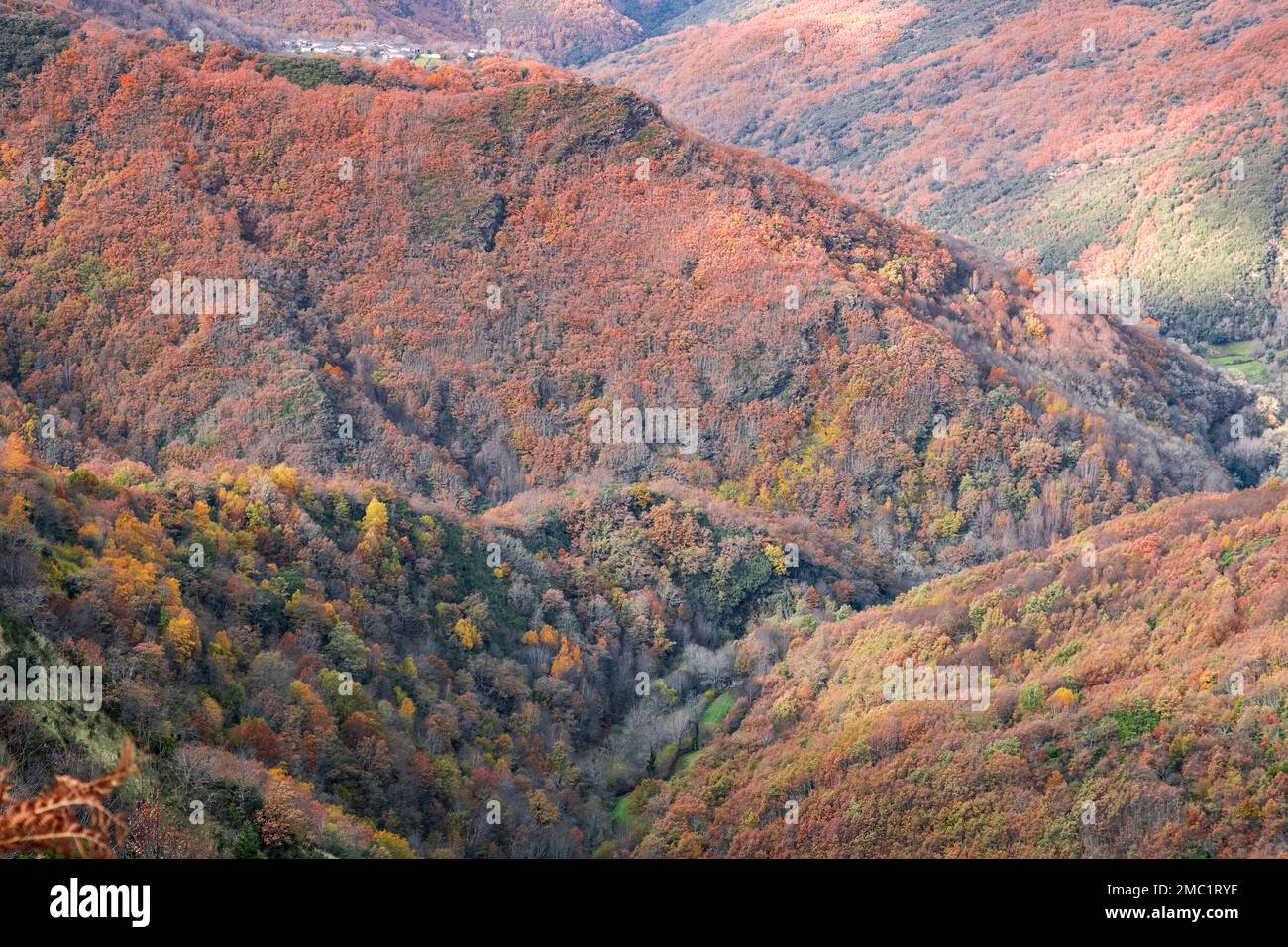 Autumn colours in Devesa da Rogueira forest, the Caurel mountains, Lugo ...
