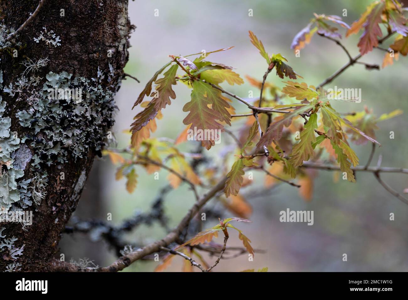 Sessile oak (Quercus petraea) new springtime foliage Stock Photo - Alamy
