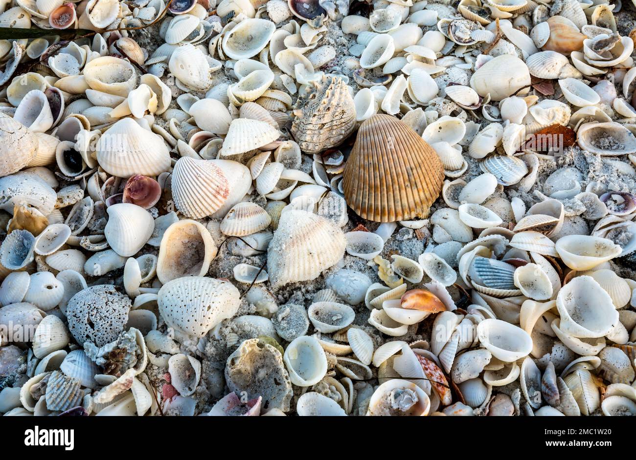 Full frame shot of sea shells on a Florida beach Stock Photo - Alamy
