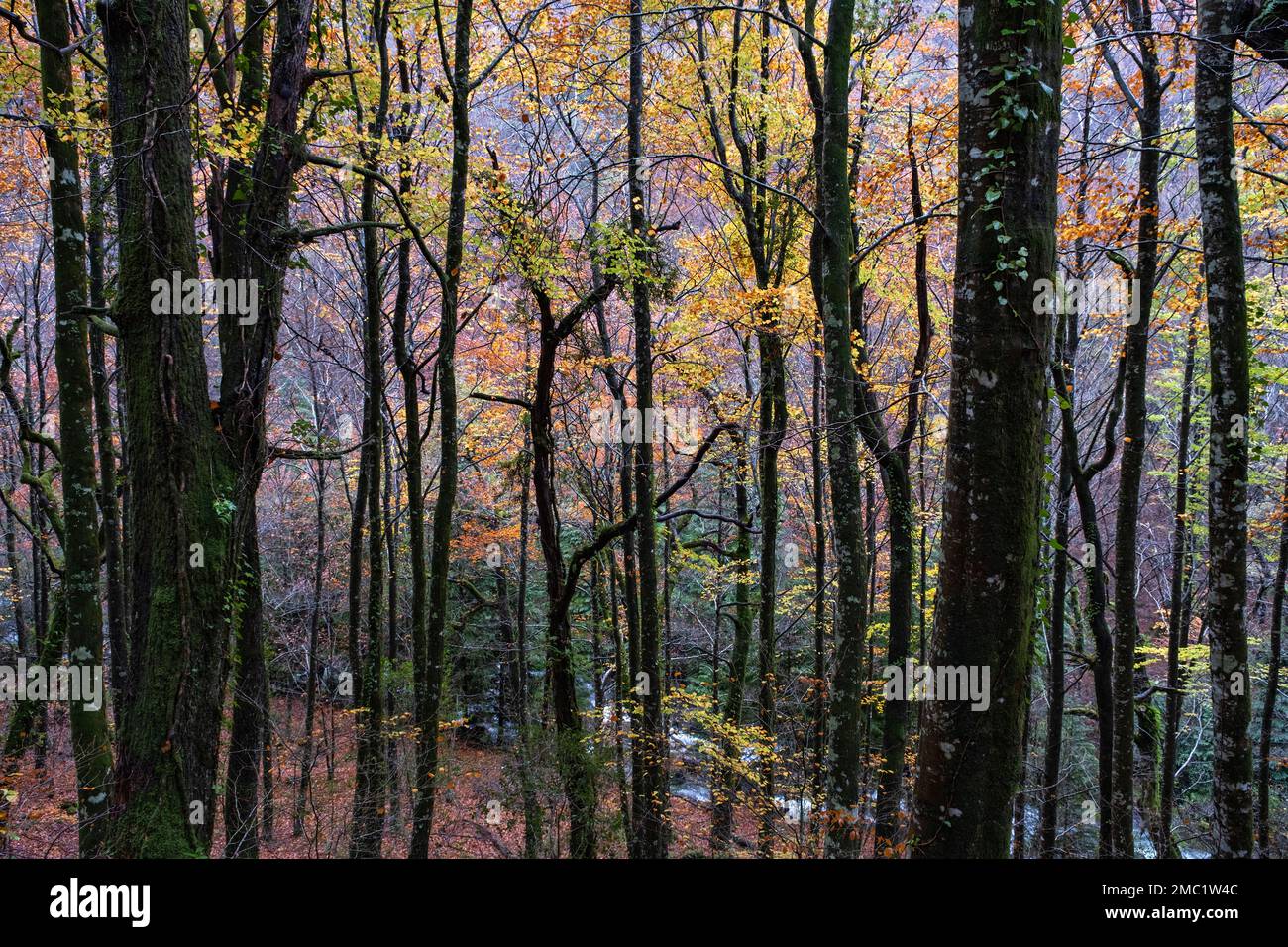 Fagus sylvatica (European beech) deciduous trees in autumnal temperate ...
