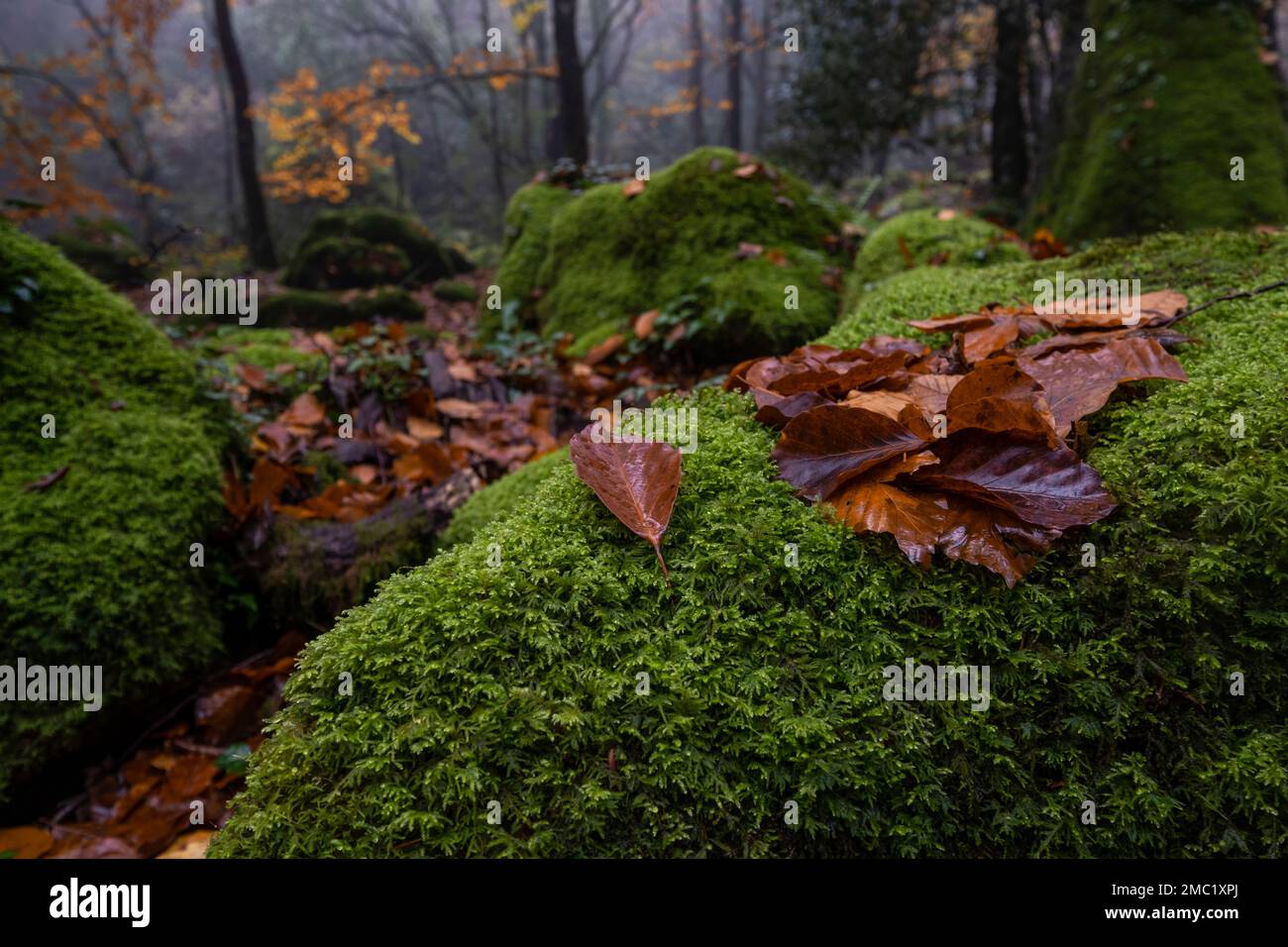 Autumnal fallen leaves of beech trees (Fagus sylvatica) on the forest ...
