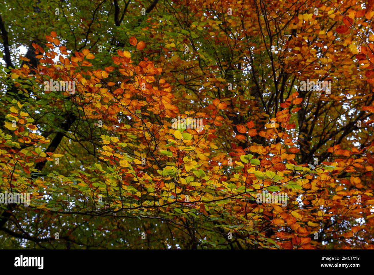 Beech trees (Fagus sylvatica) autumnal foliage Stock Photo - Alamy