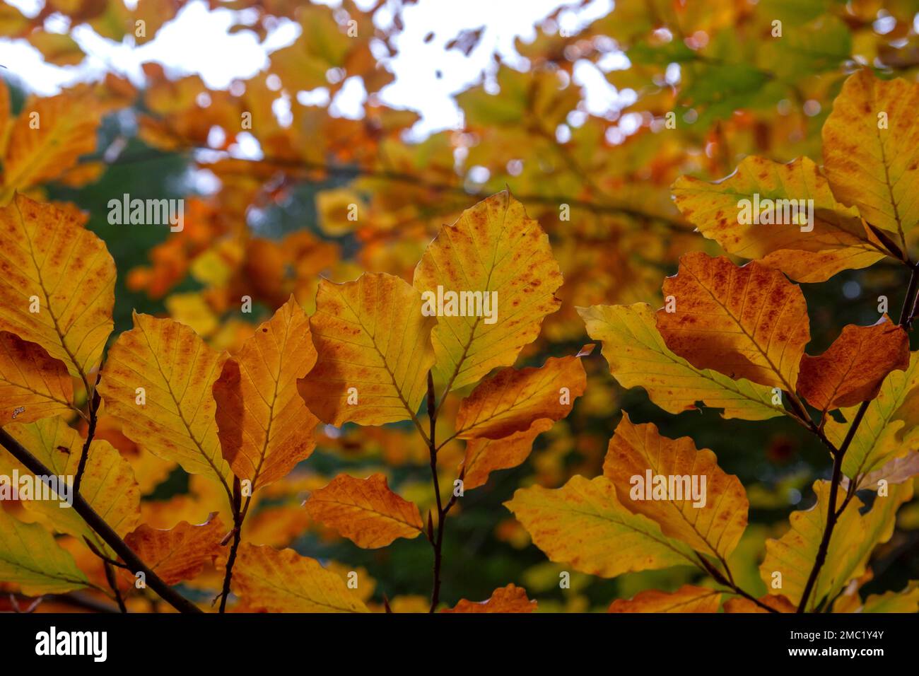 Beech trees (Fagus sylvatica) autumnal foliage Stock Photo - Alamy