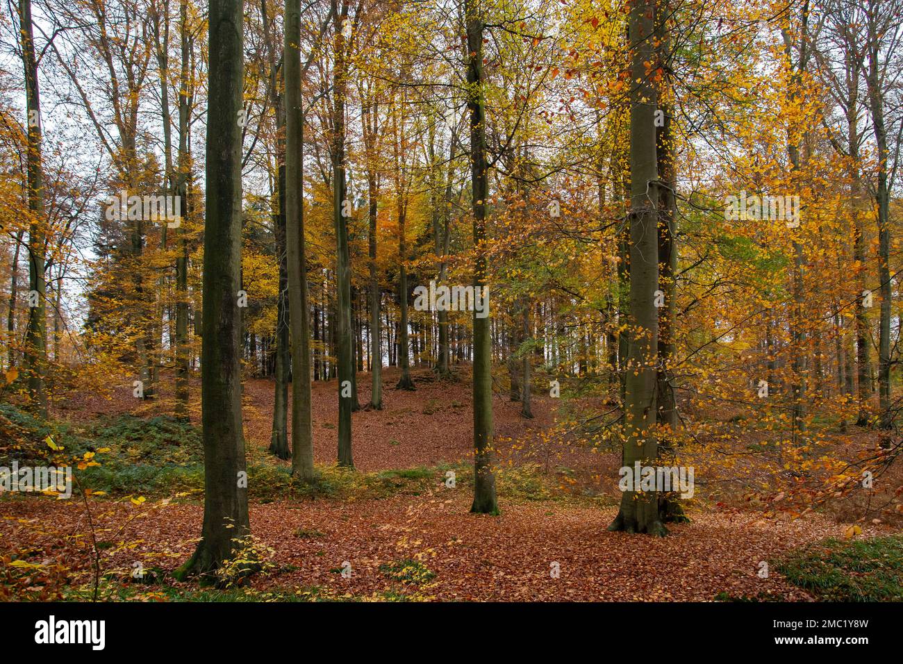 Beech trees (Fagus sylvatica) autumnal forest Stock Photo - Alamy