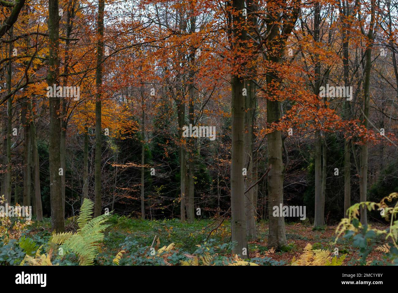 Beech trees (Fagus sylvatica) autumnal forest Stock Photo - Alamy