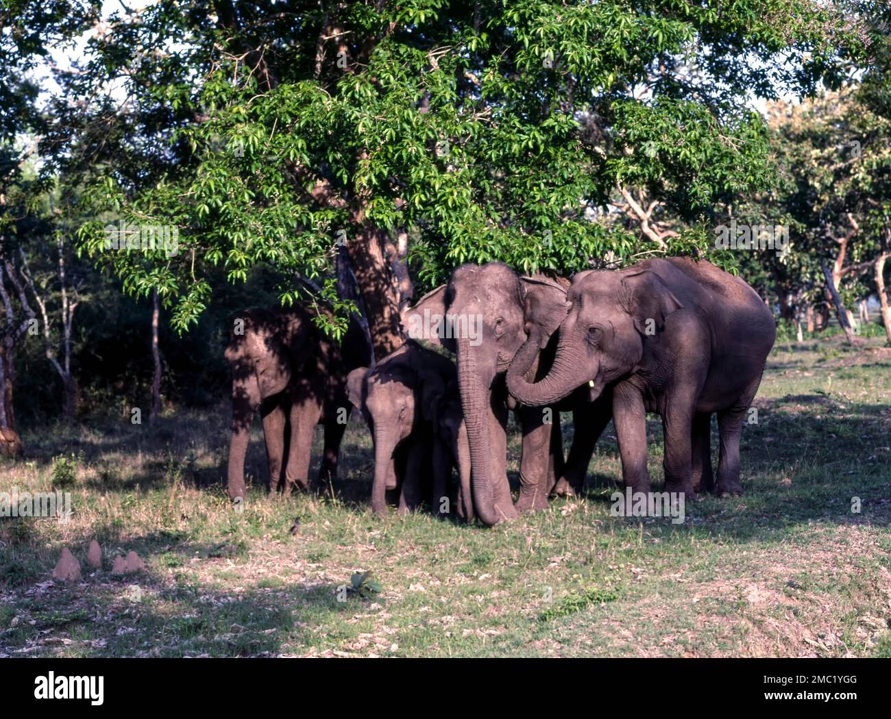 Wild elephants in Bandipur National park, Karnataka, India, Asia Stock ...
