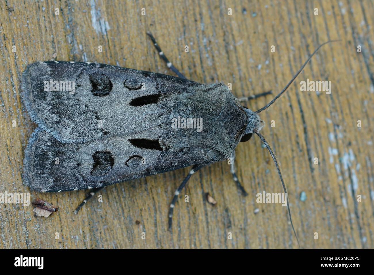Detailed dorsal closeup shot on a grey form of the Heart and Dart owlet ...