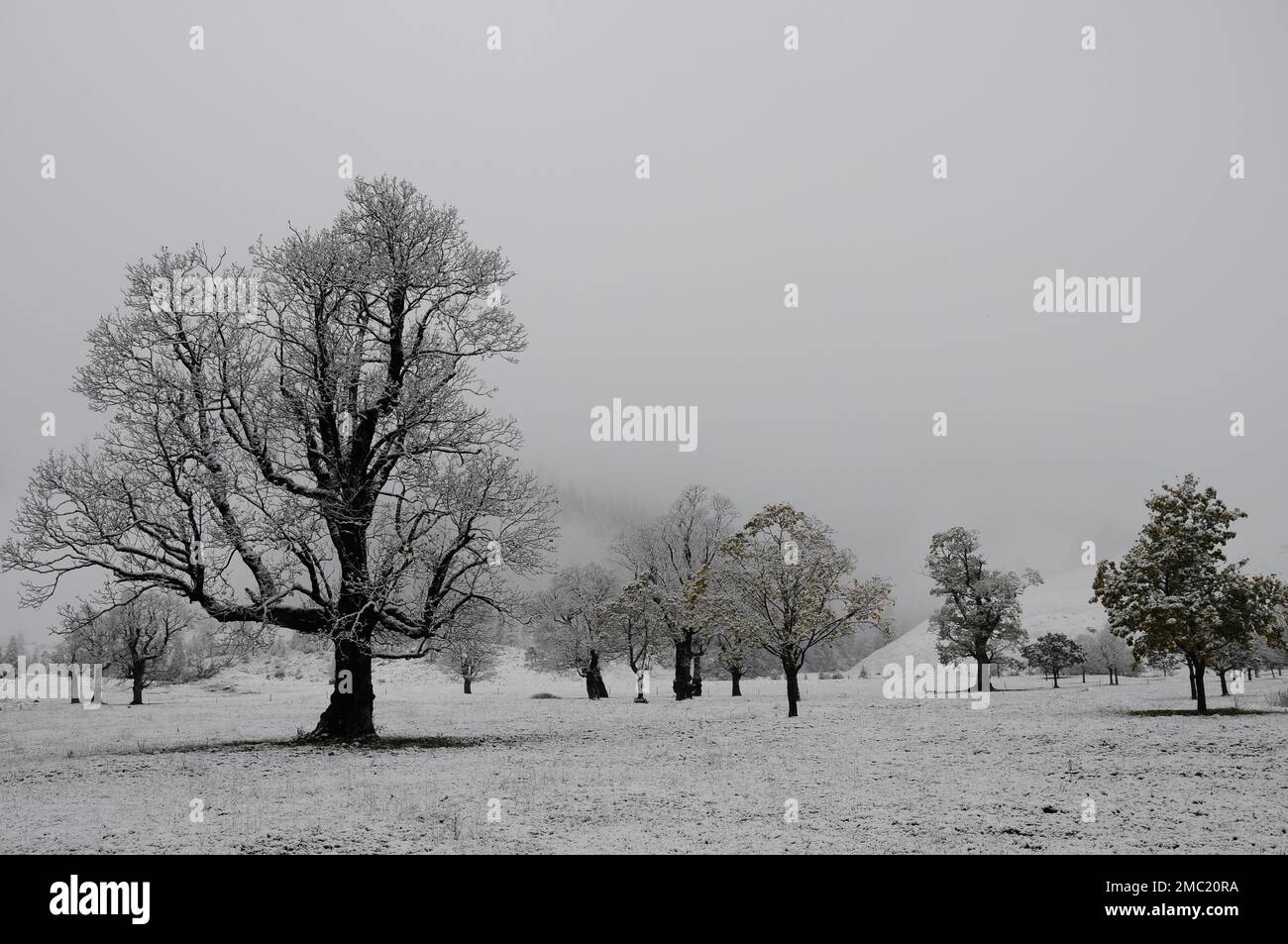 Winter onset, Ahornboden, Eng, Austria Stock Photo - Alamy