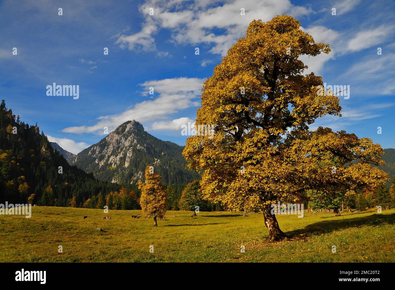 The Wanker spot above Halblech, Ammergau Alps, Allgaeu, Swabia, Bavaria ...