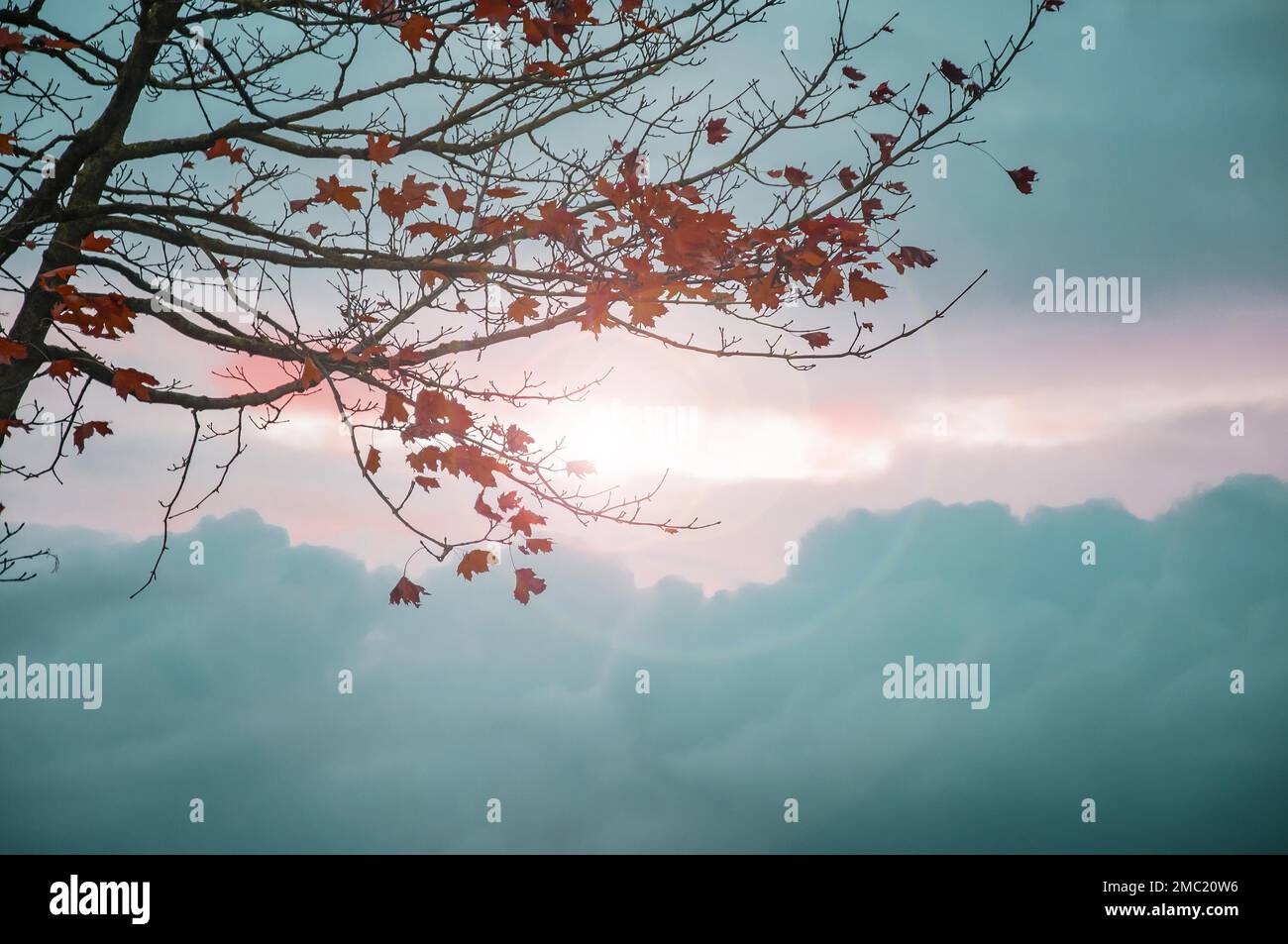 Autumn leaves on a maple tree backlit in the evening, Bavaria, Germany ...
