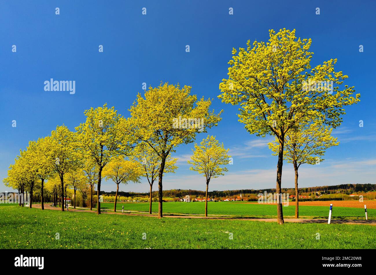 Maple avenue in blossom in spring, Bavaria Germany Europe Stock Photo ...