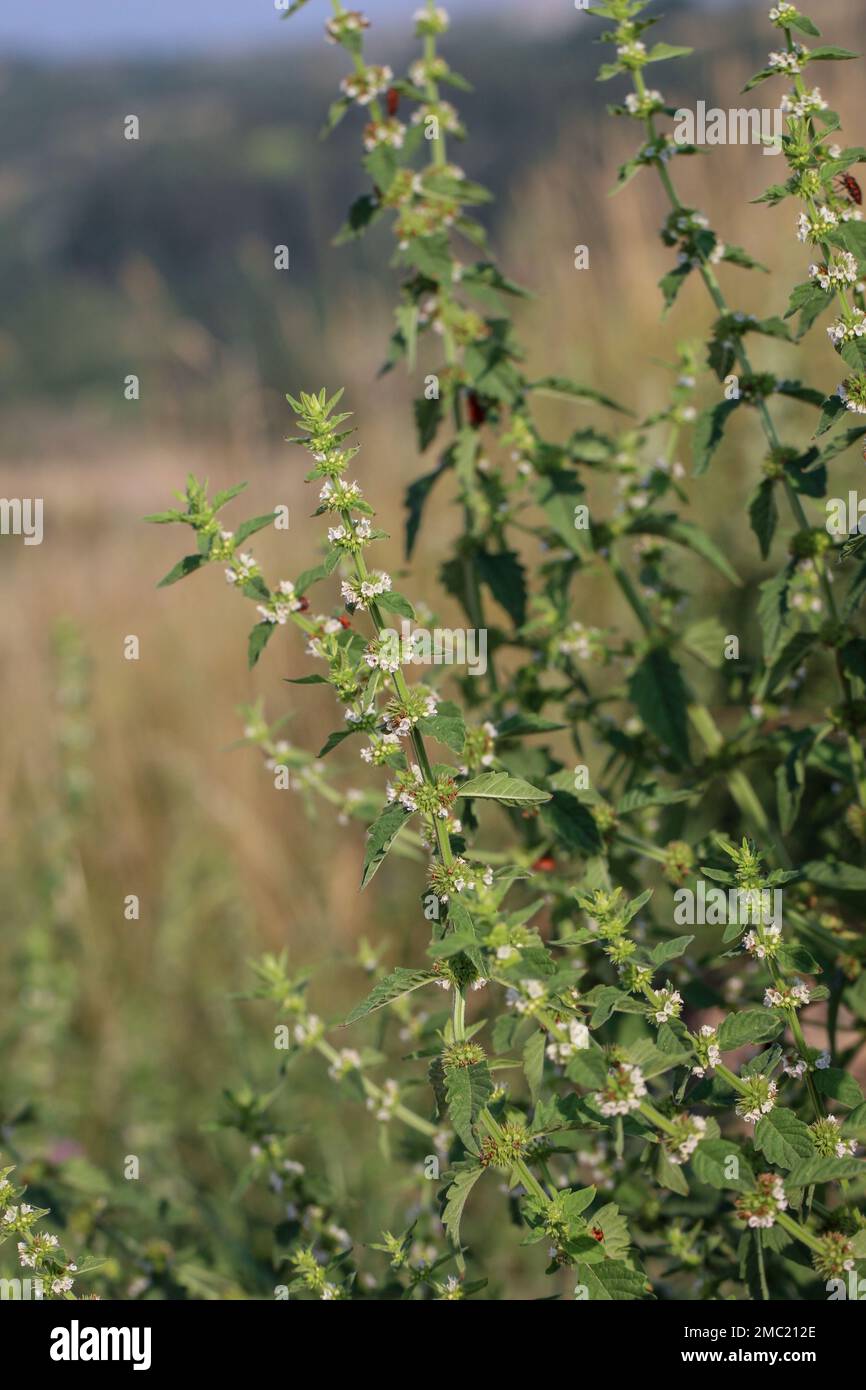 White flowers of the gypsywort (latin name: Lycopus europaeus) in ...