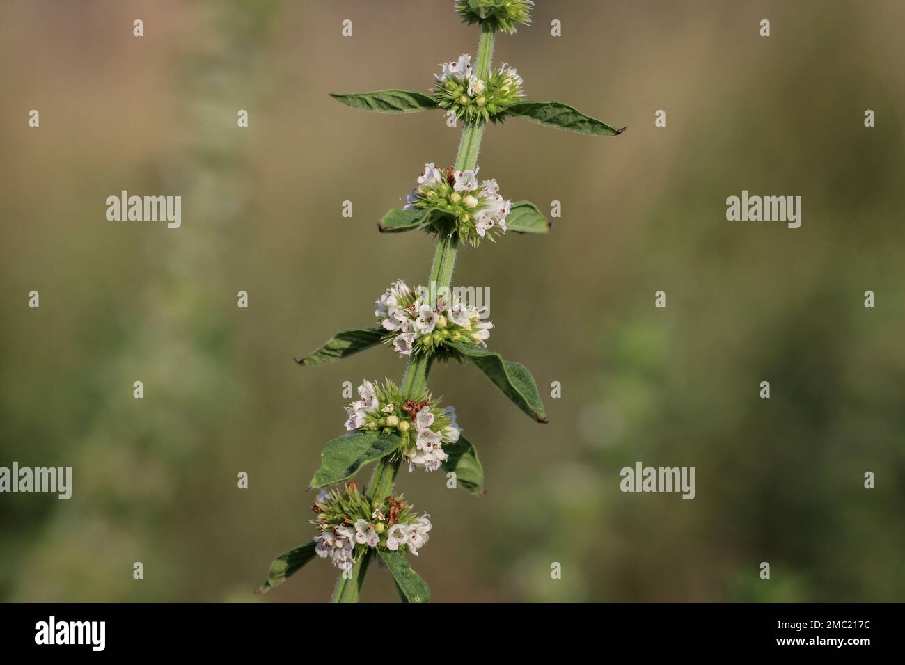 White flowers of the gypsywort (latin name: Lycopus europaeus) in ...