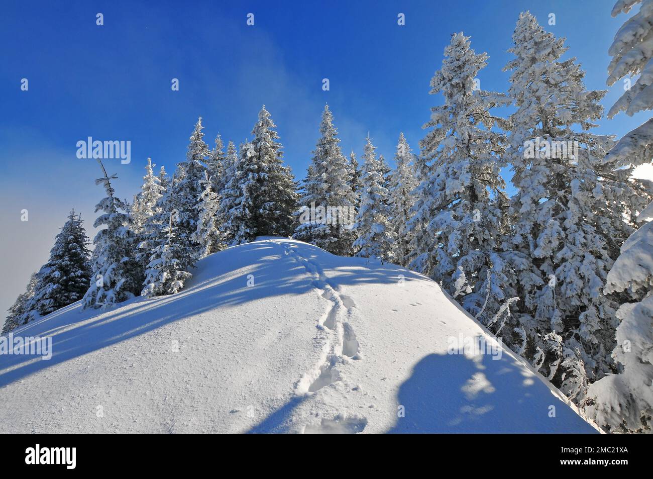 Mountain forest in winter, footprints in the snow, Laber, Oberammergau ...