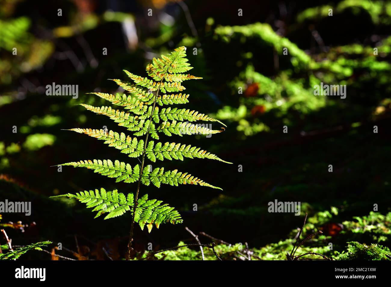 Autumn mood in the forest with ferns against the light, Swabia, Bavaria ...