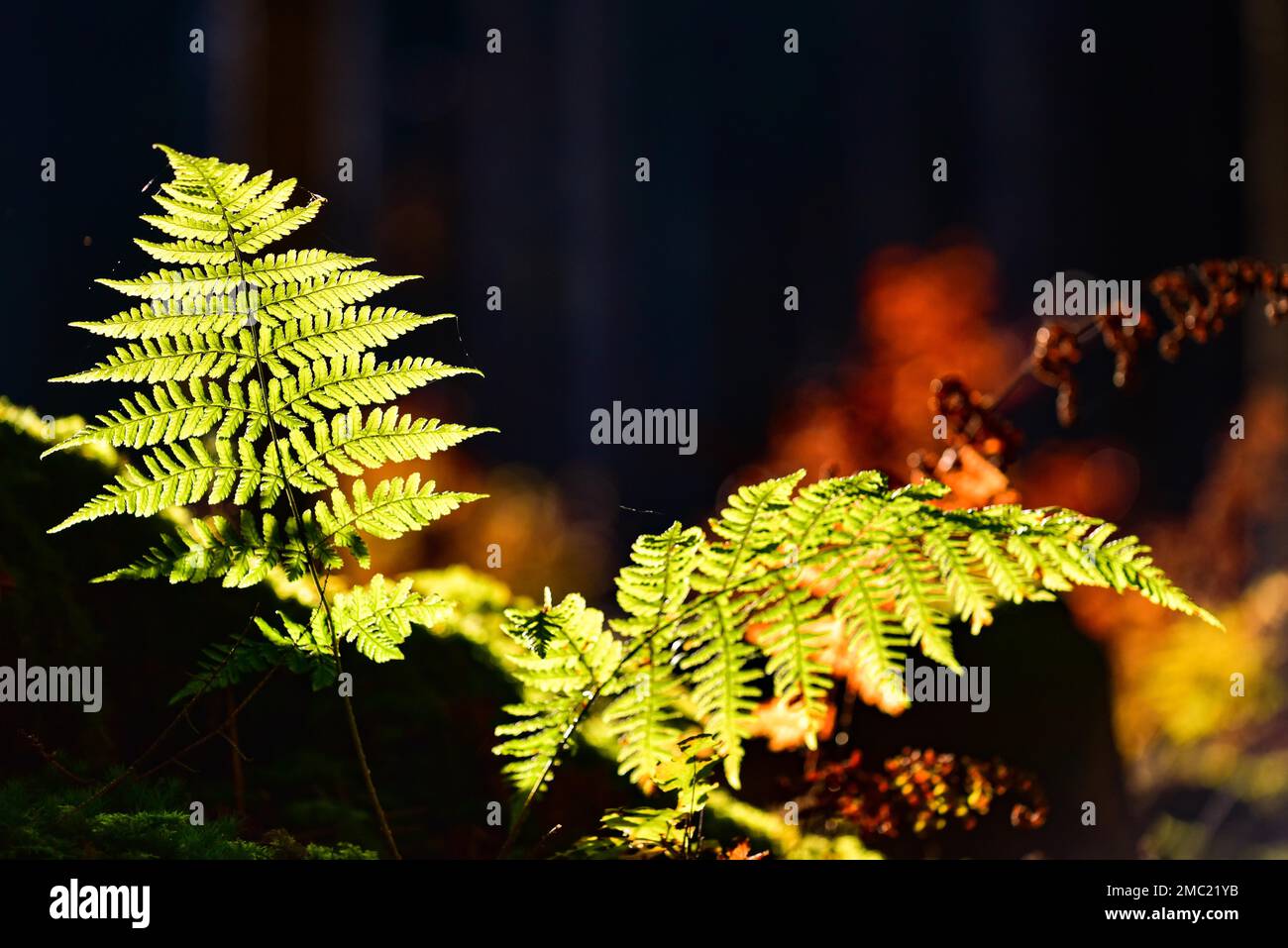 Autumn mood in the forest with ferns against the light, Swabia, Bavaria ...