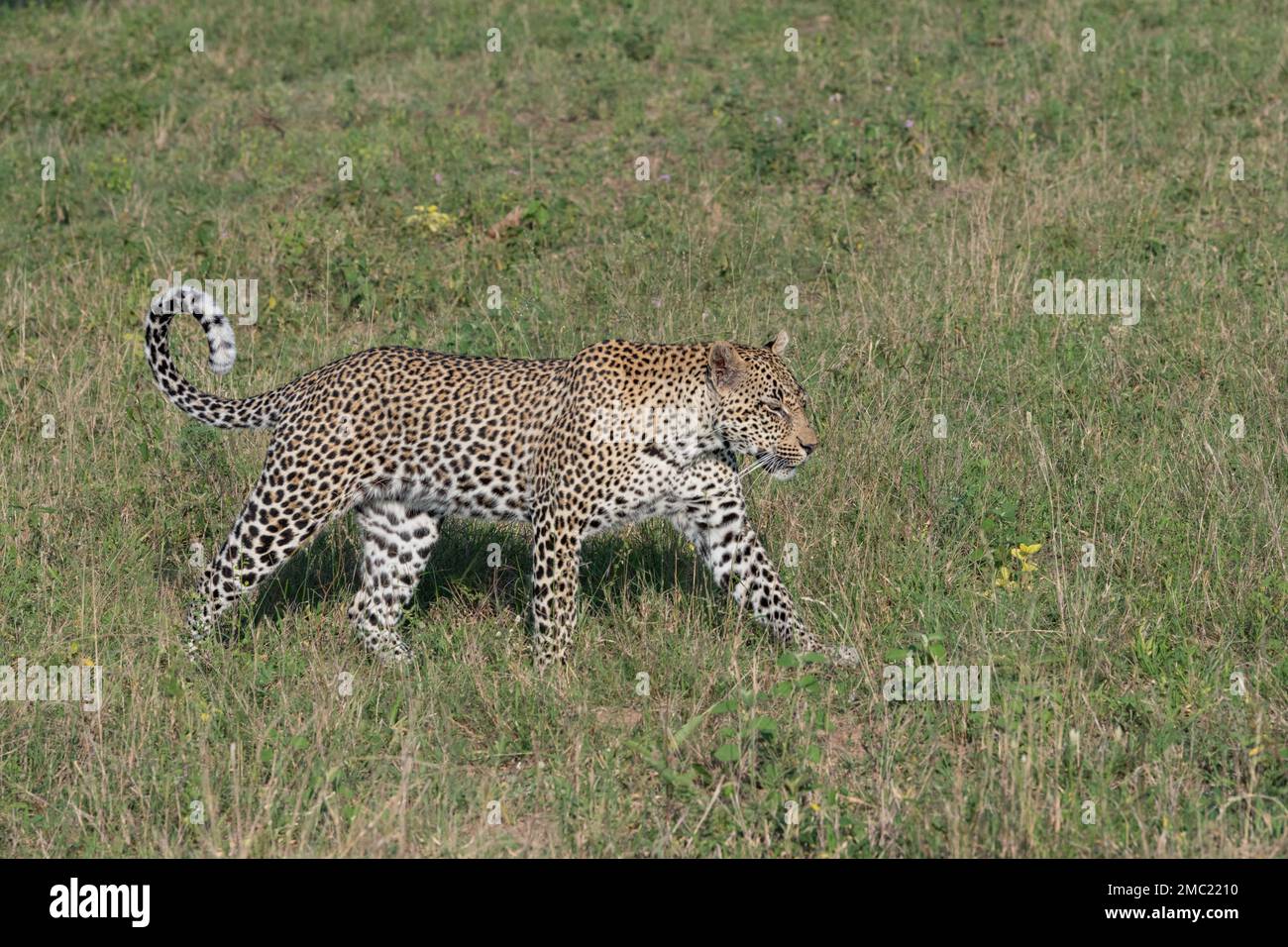 male leopard prowling in the short green savannah grasses in the Kruger ...