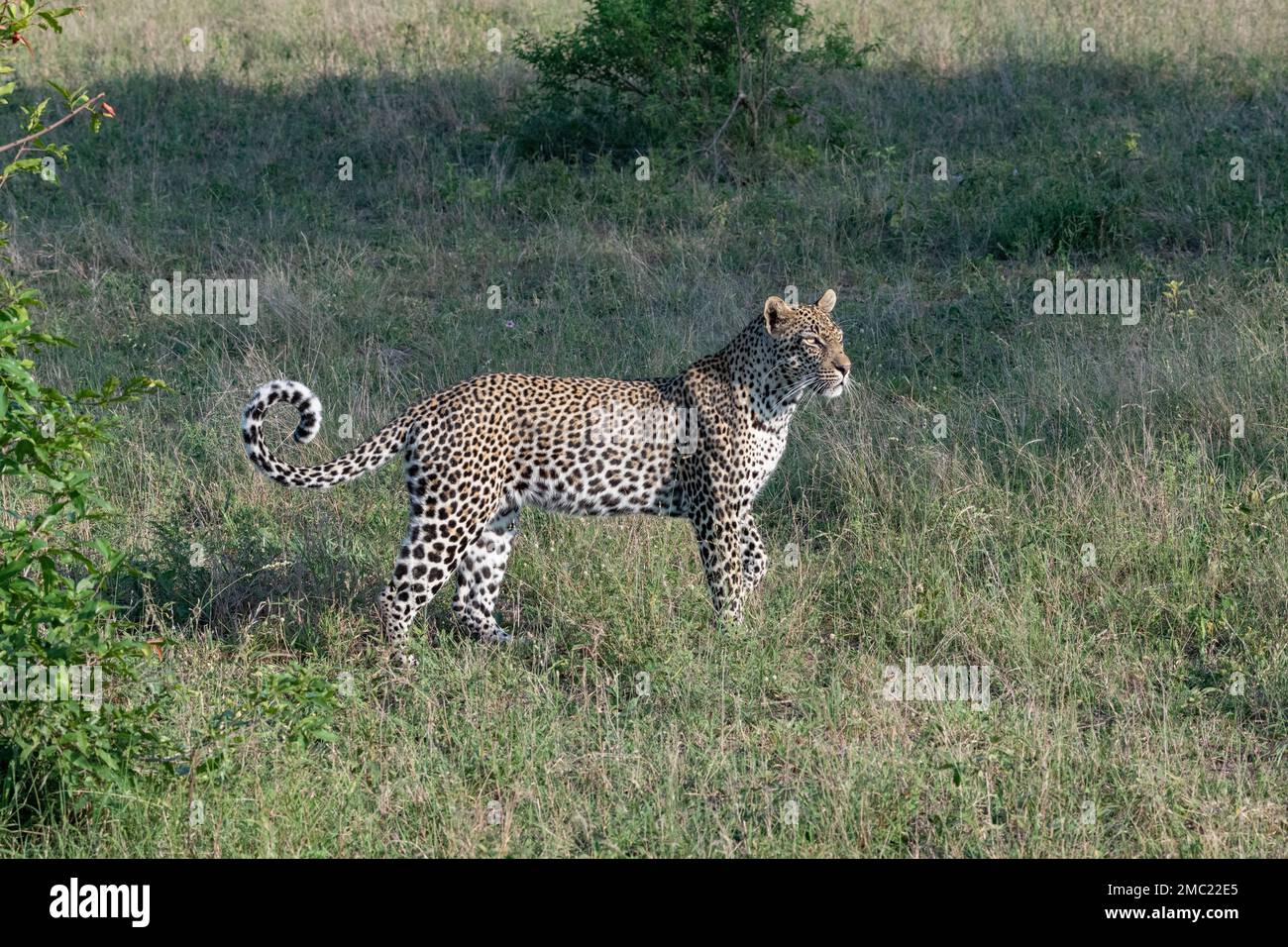 powerful male leopard standing in the savannah in the Kruger National ...