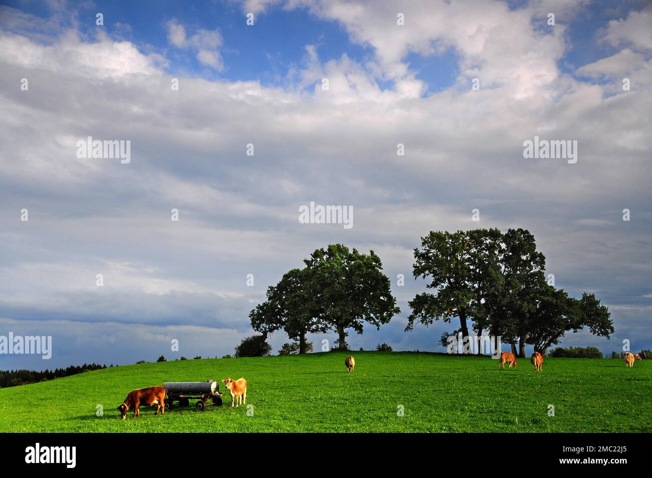 Pasture near Landsberg, Bavaria, Germany Stock Photo - Alamy