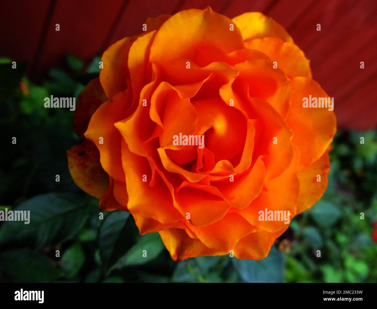 Orange shrub rose (Rosa Stock Photo - Alamy