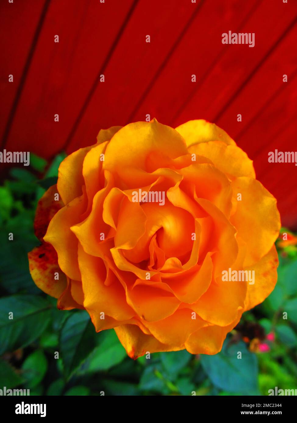 Orange shrub rose (Rosa Stock Photo - Alamy