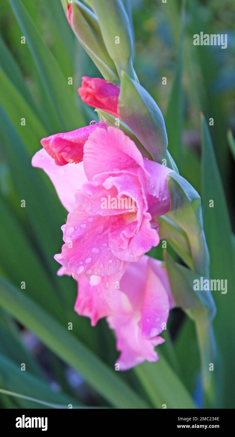 Sword lily (Gladiolus Stock Photo - Alamy