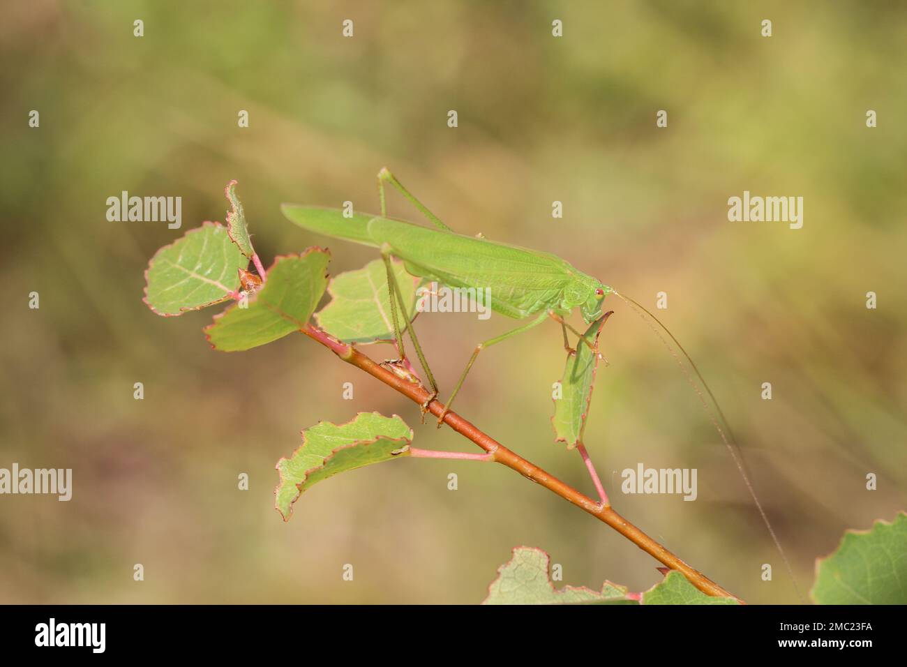 Single adult female of sickle-bearing bush-cricket (latin name ...