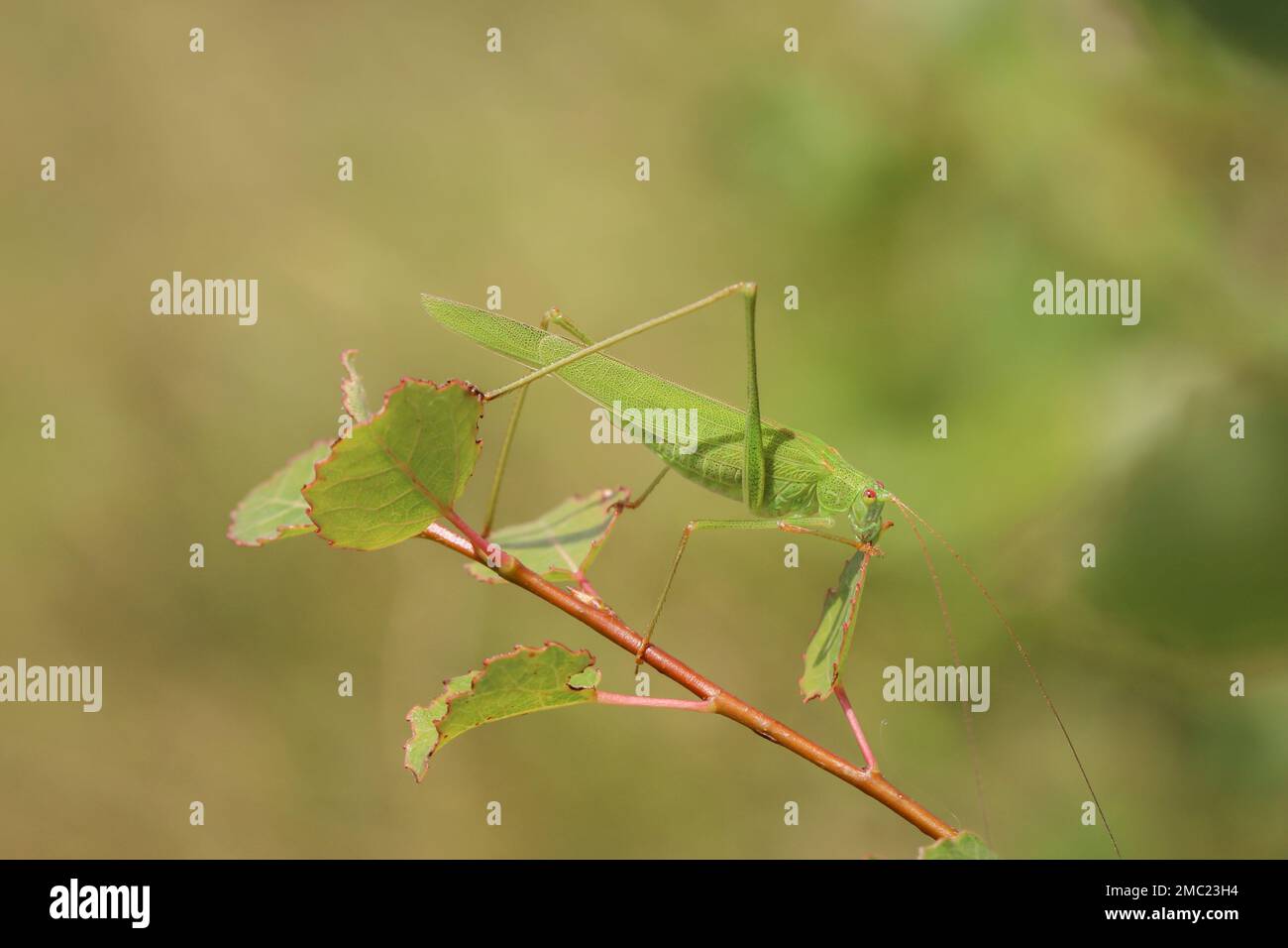 Single adult female of sickle-bearing bush-cricket (latin name ...