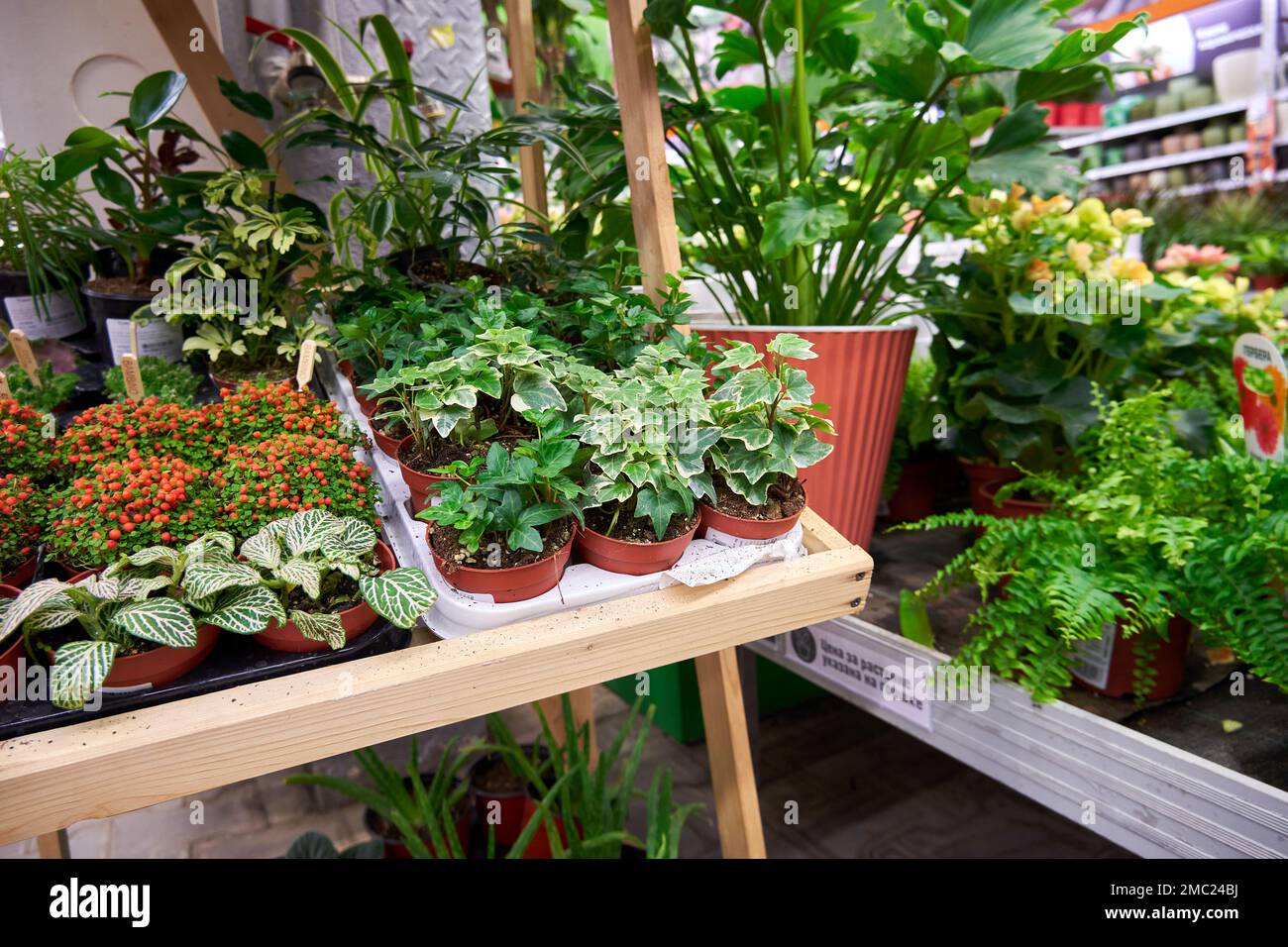 Variety of indoor plants for sale in the store Stock Photo - Alamy