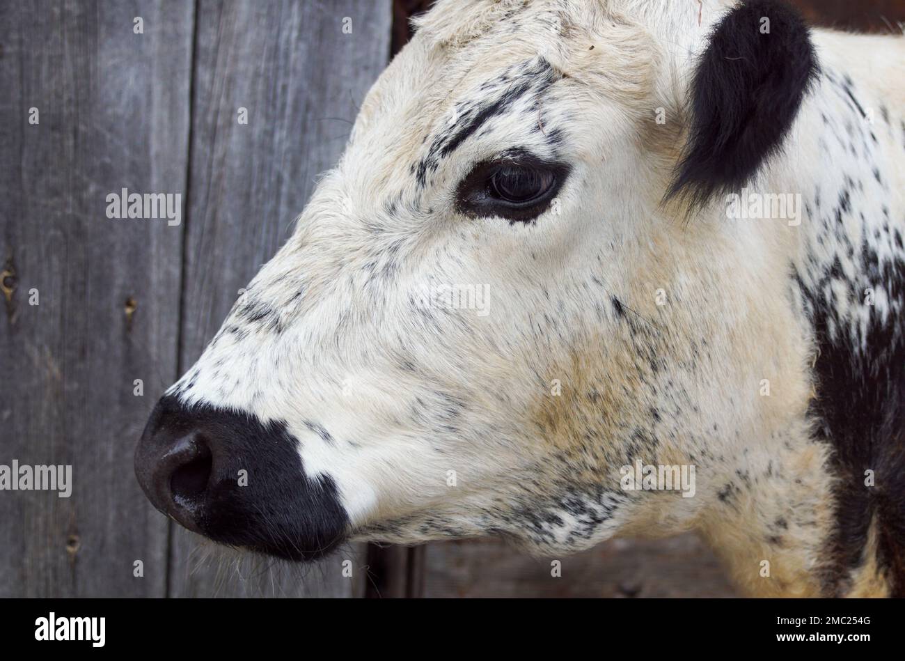Side view of a cow hi-res stock photography and images - Alamy