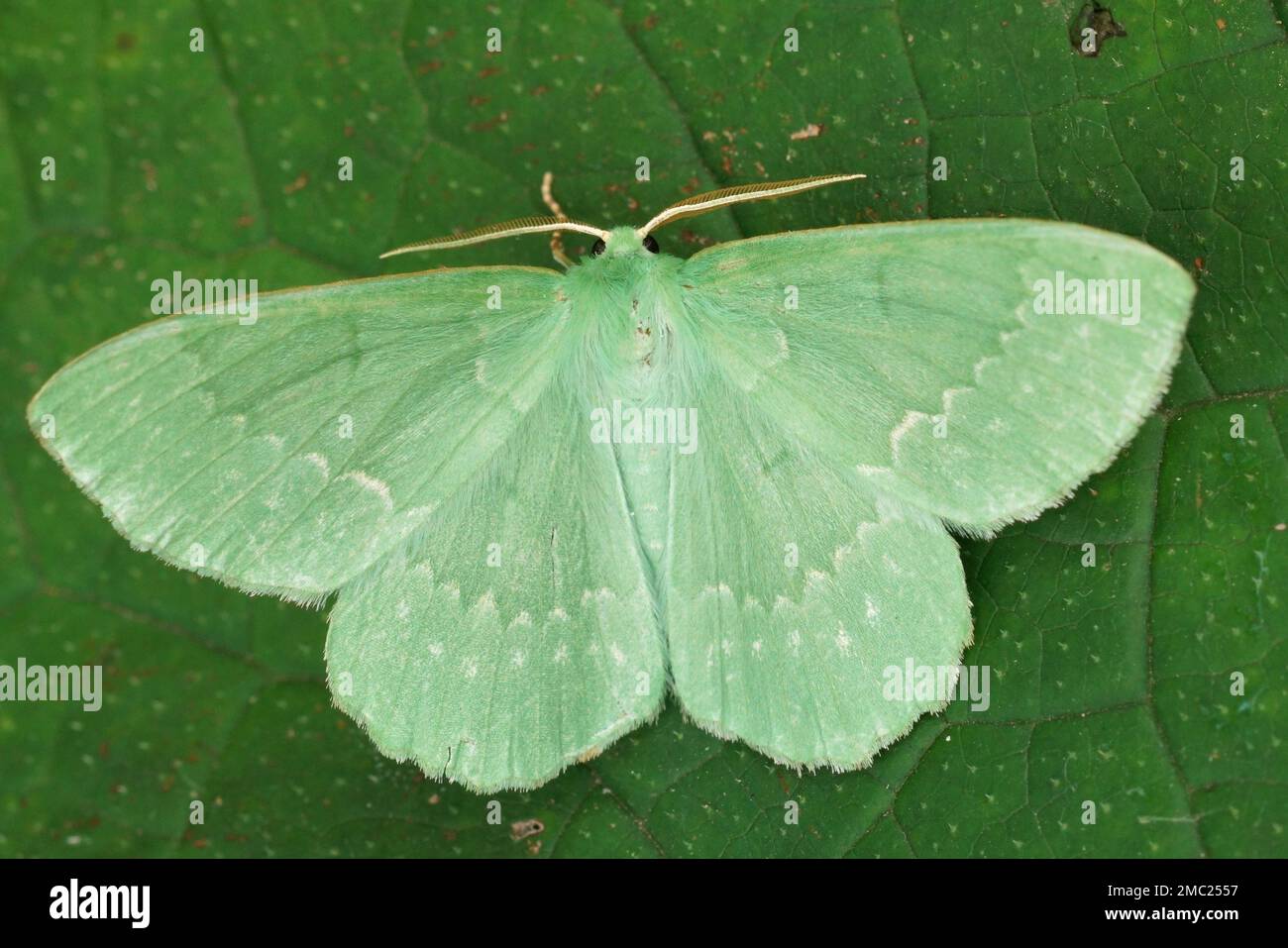 Colorful Closeup on the colorful soft green Large Emerald geometer moth ...