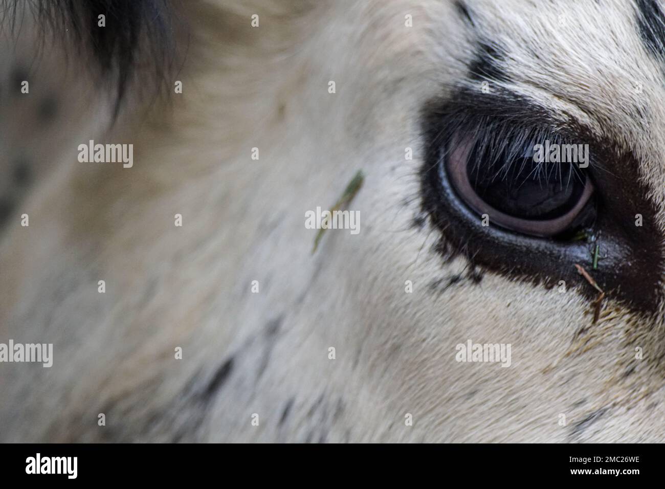 Cows eye hi-res stock photography and images - Alamy