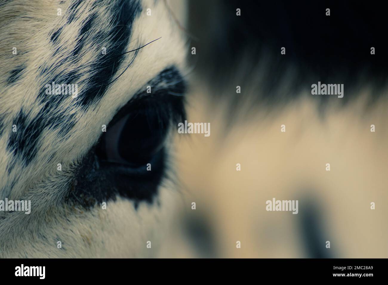 Macro cow eye hi-res stock photography and images - Alamy