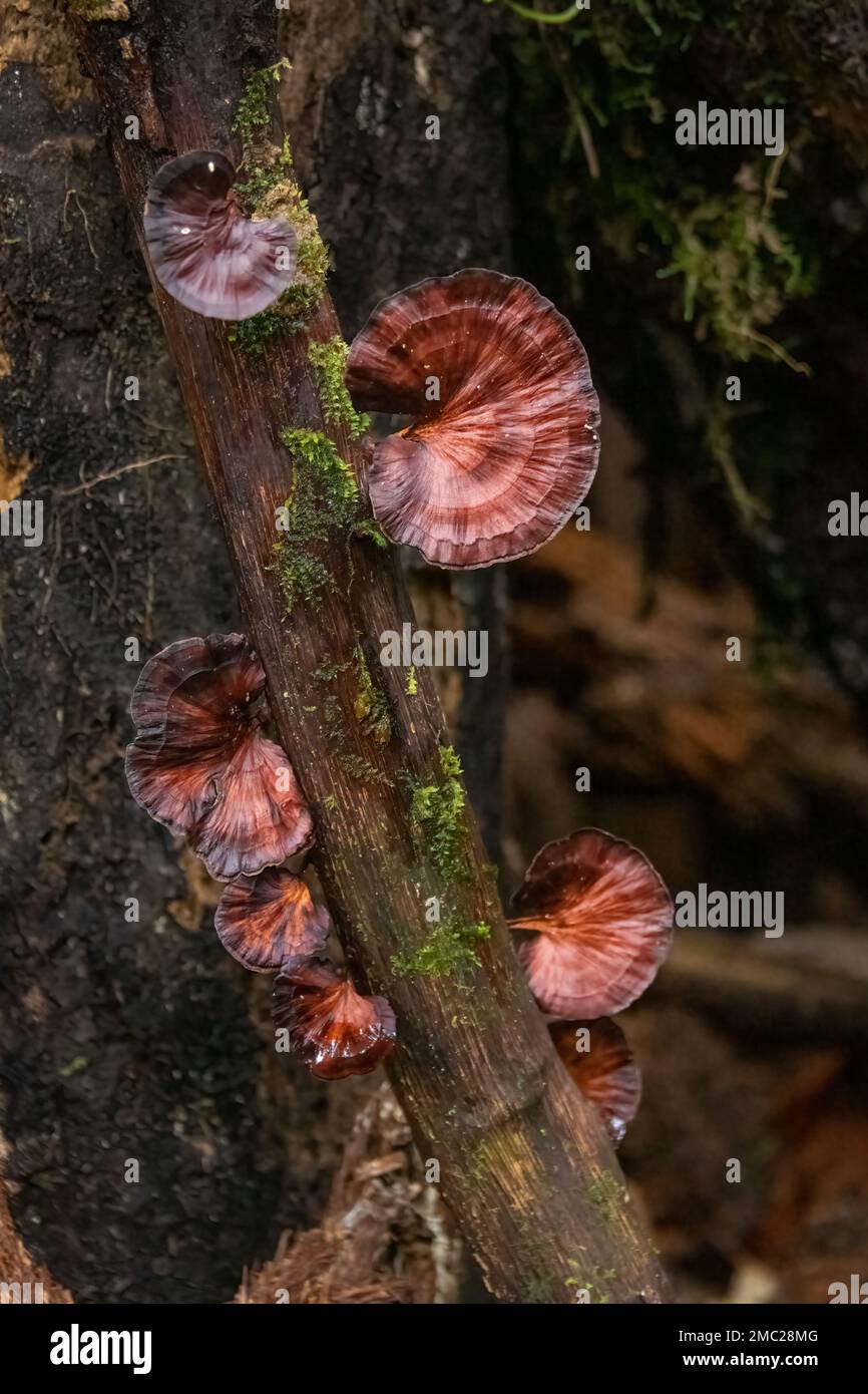 Bracket Fungus on Tree in Borneo Stock Photo - Alamy