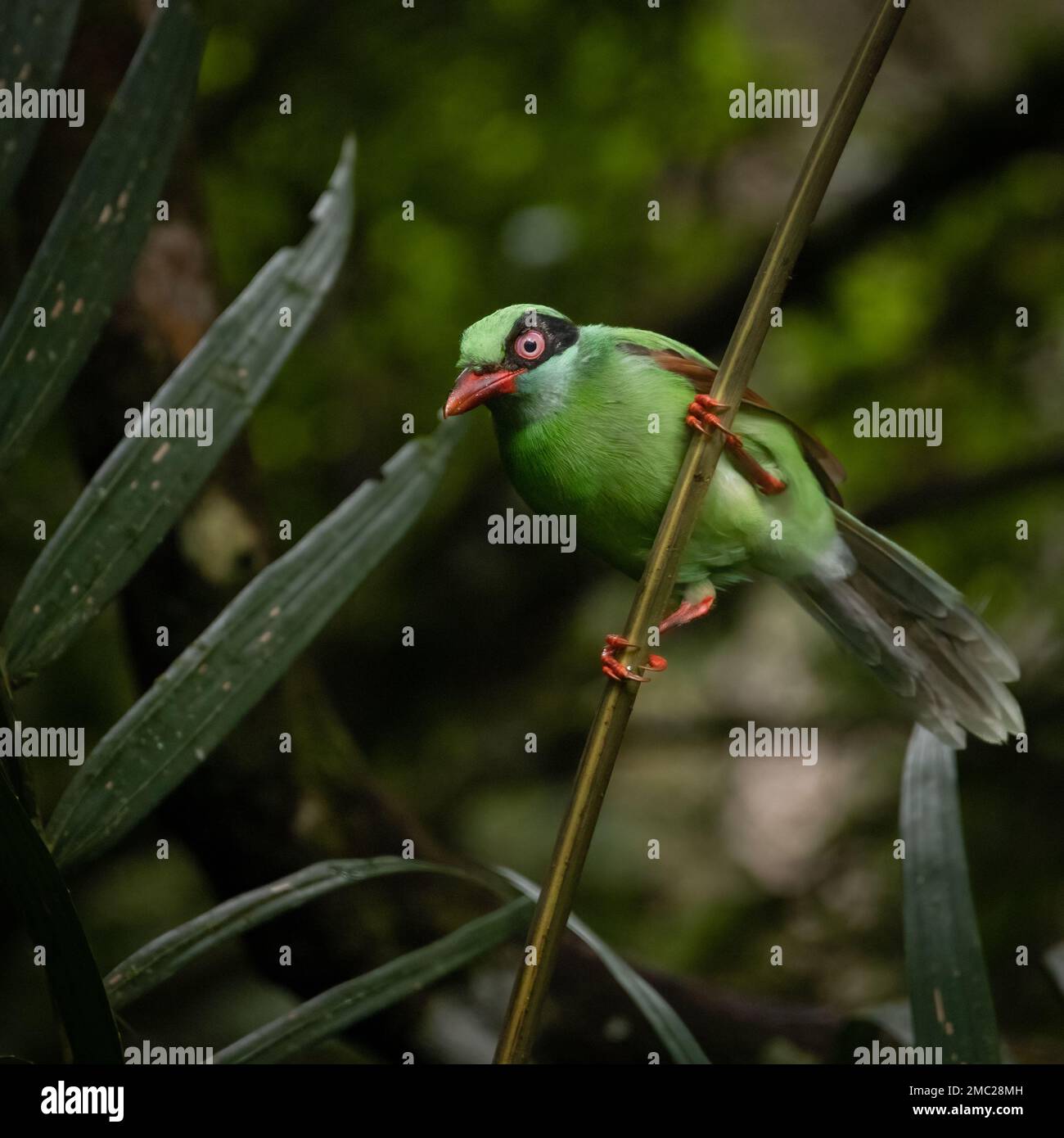 Bornean Green Magpie (Cissa jefferyi), Endemic to Borneo Stock Photo ...