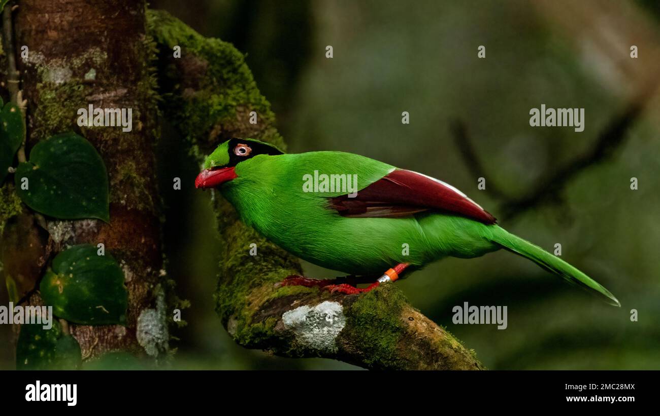Borneo endemic birds hi-res stock photography and images - Alamy