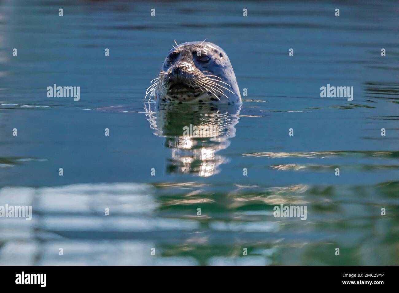 Harbor Seal, Phoca vitulina, waiting for tossed fish parts in ...