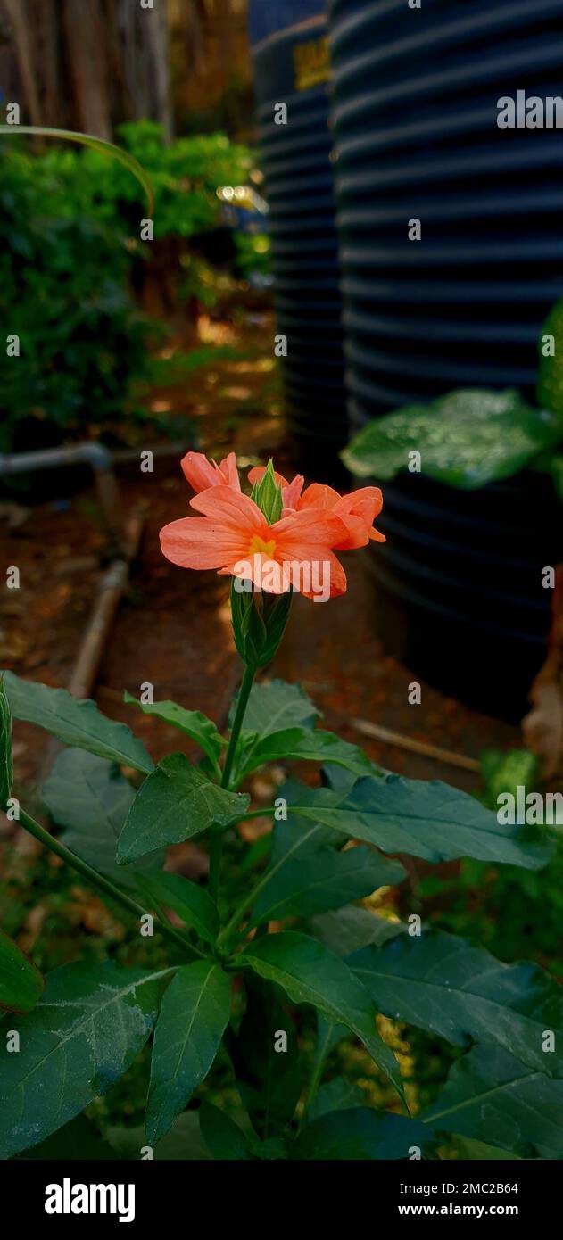 Crossandra infundibuliformis hi-res stock photography and images - Alamy