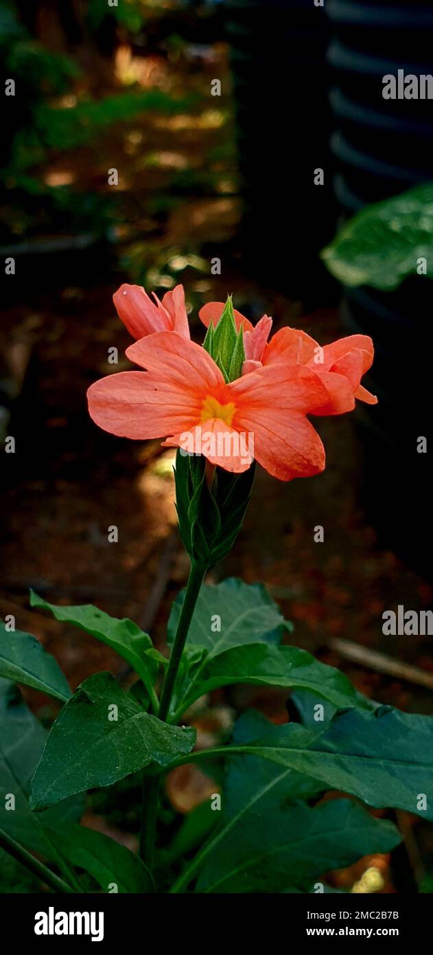 A vertical closeup shot of a Crossandra Infundibuliformis flower with ...
