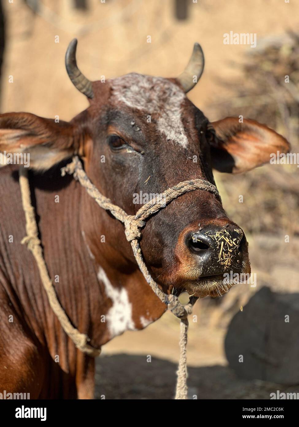 Kandhari hi-res stock photography and images - Alamy