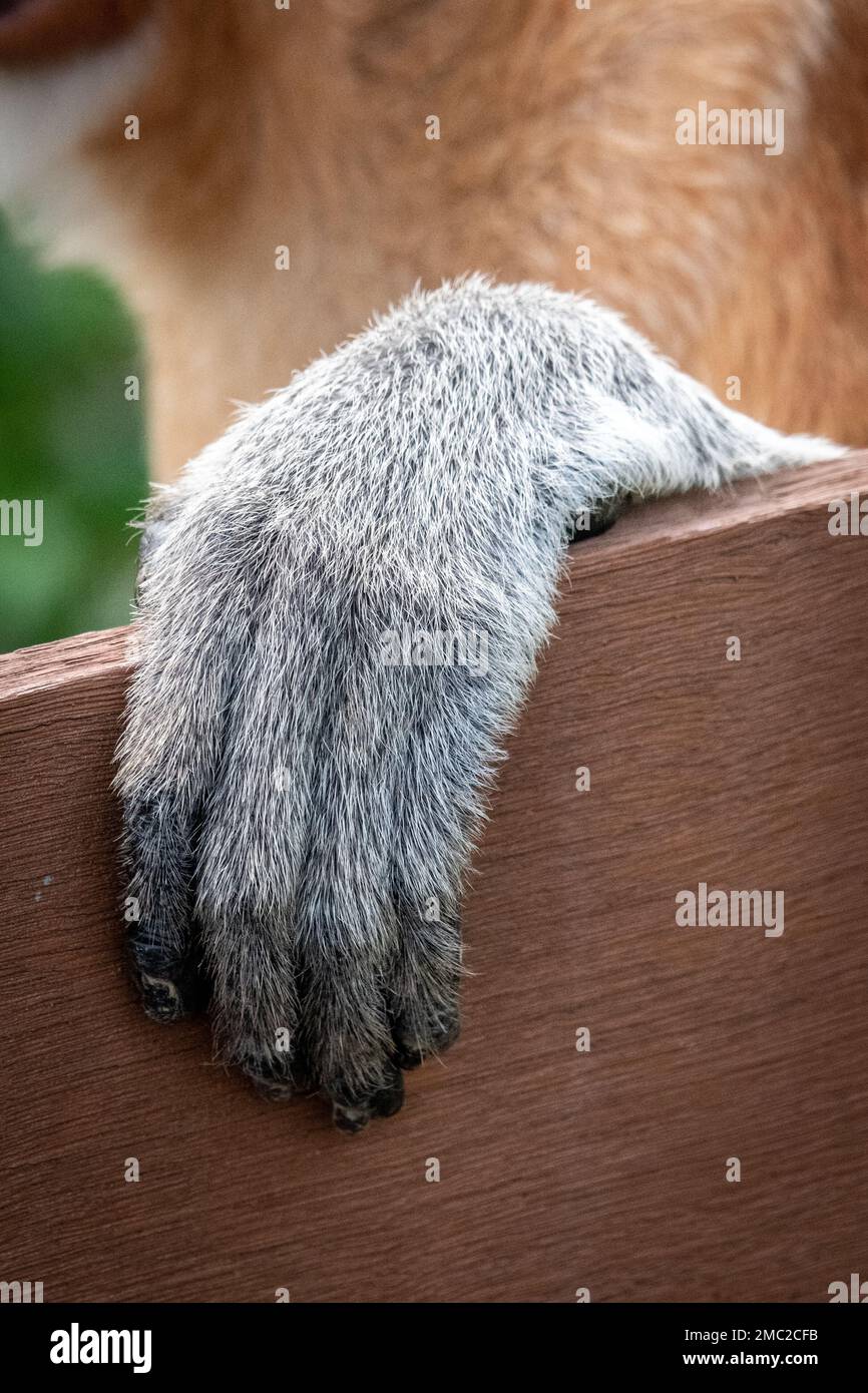 Proboscis Monkey Hand (Nasalis larvatus Stock Photo - Alamy