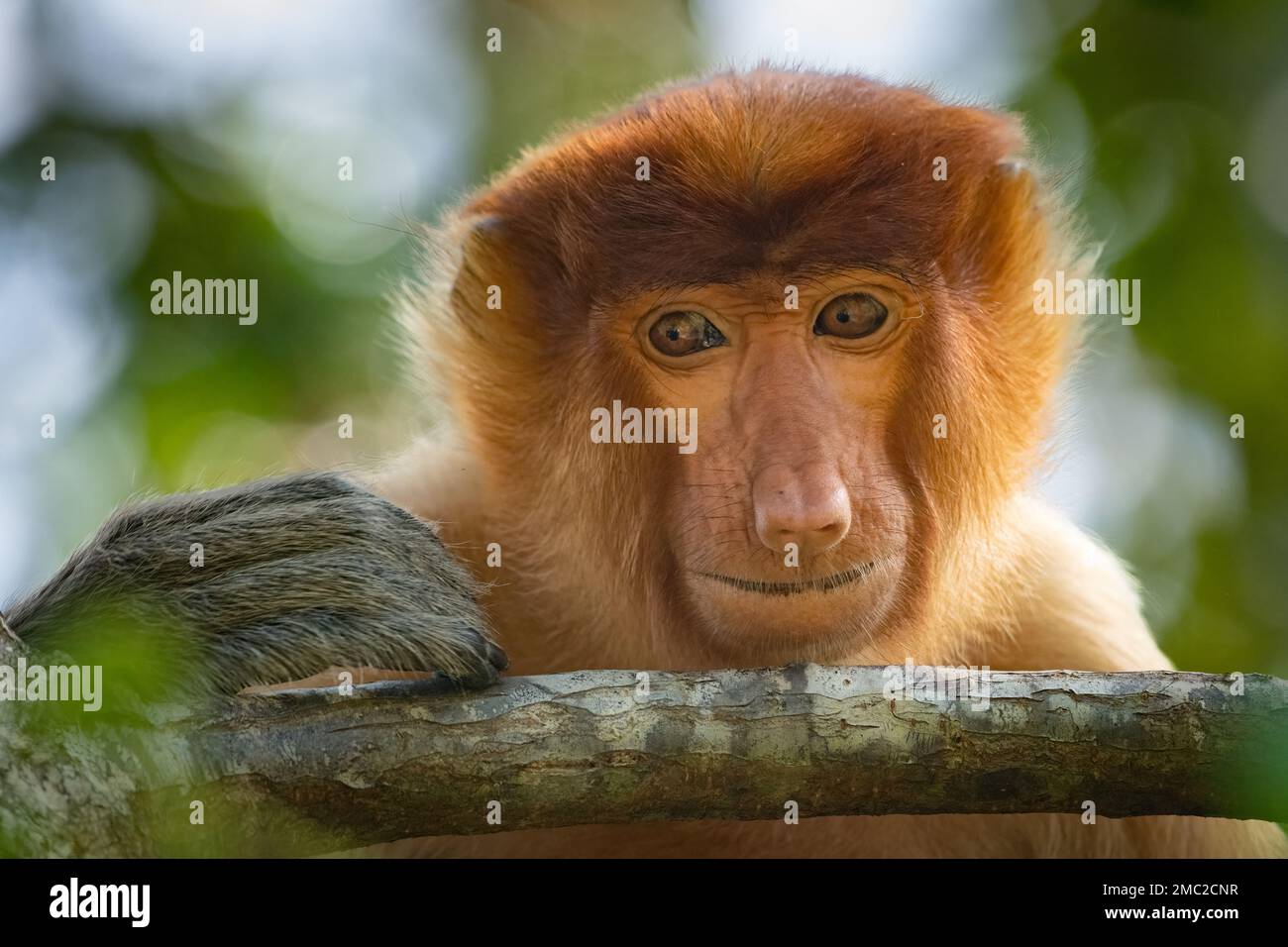 Young Proboscis Monkey (Nasalis larvatus Stock Photo - Alamy