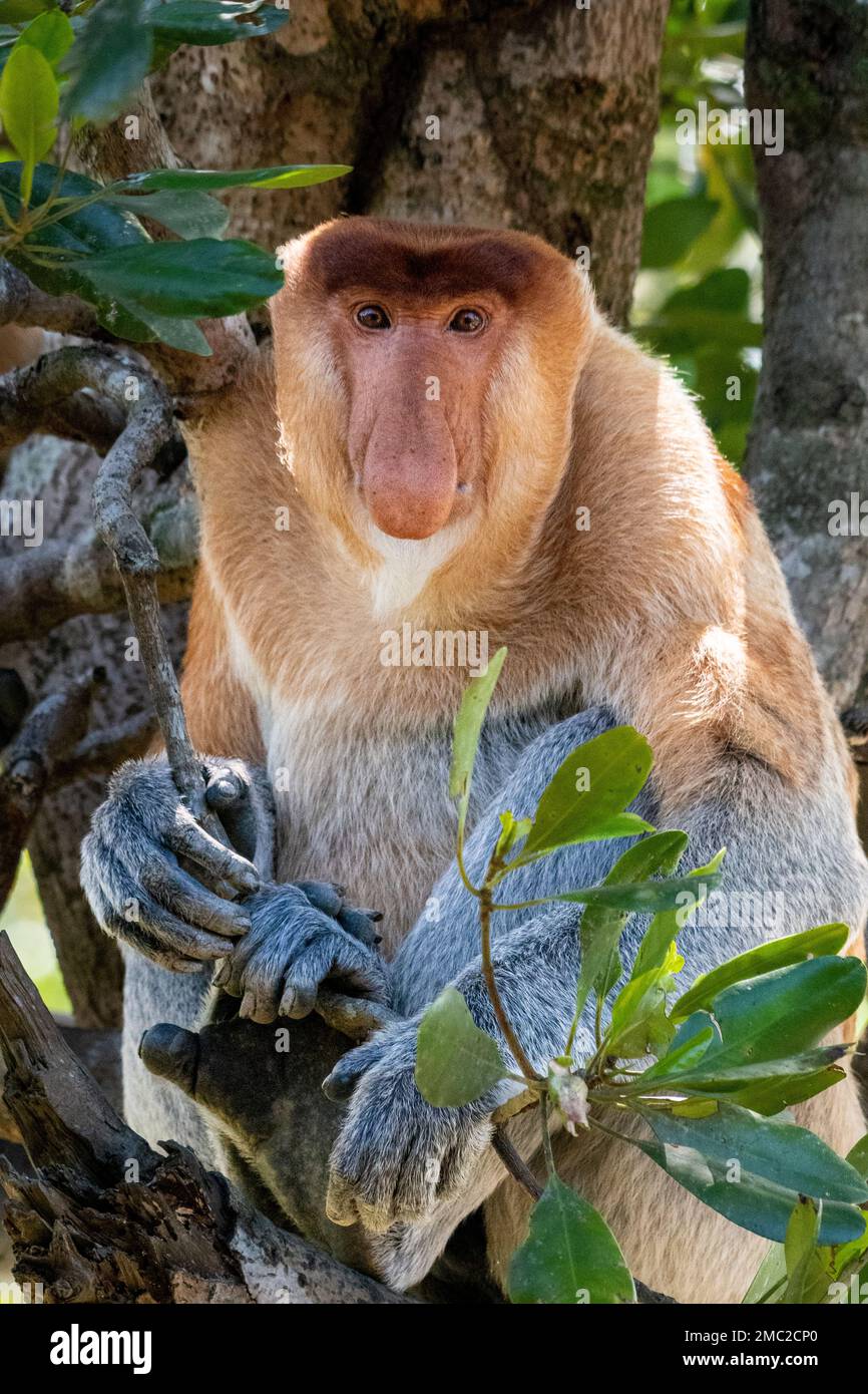 Big male monkey hi-res stock photography and images - Alamy