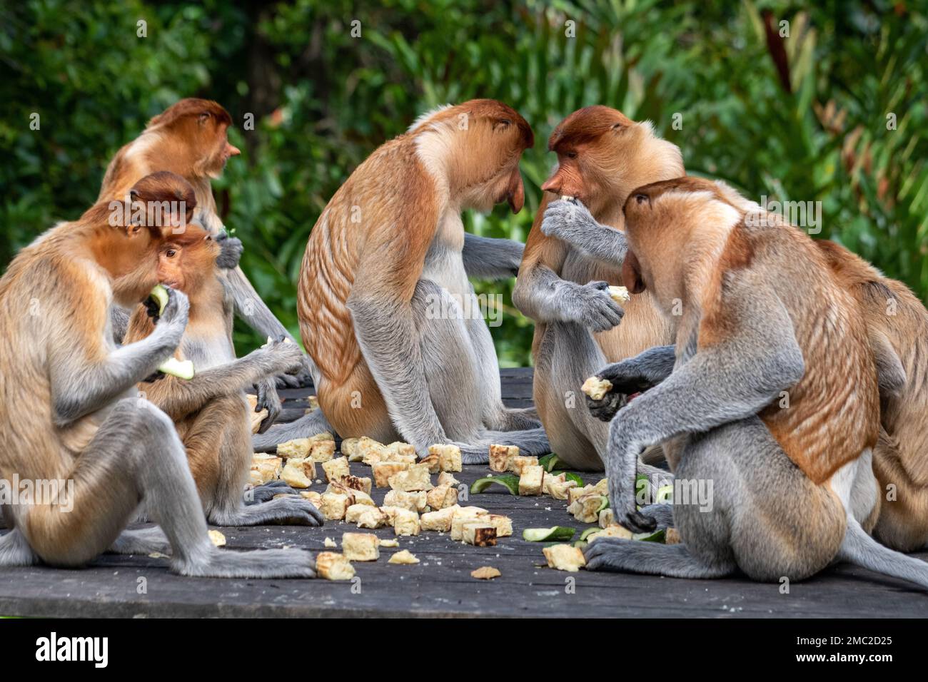 Proboscis monkey male species hi-res stock photography and images - Alamy