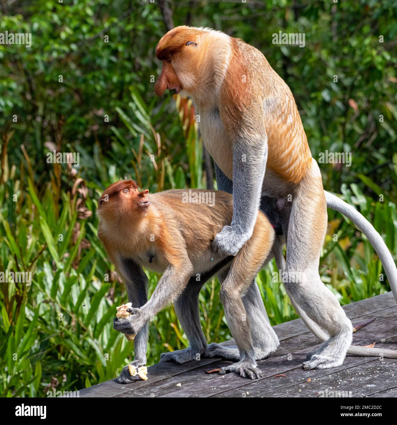 Proboscis Monkeys Mating (Nasalis larvatus Stock Photo - Alamy